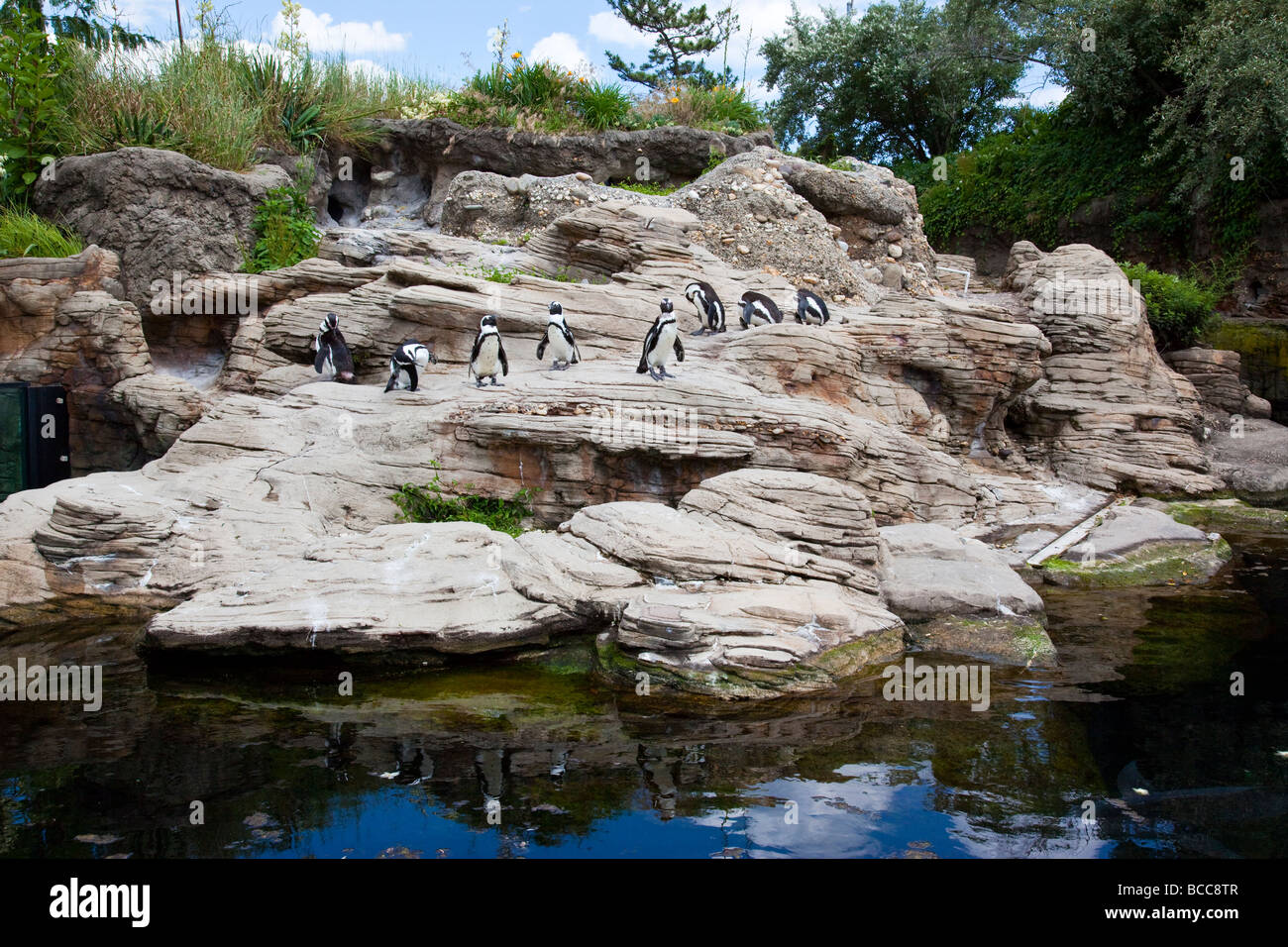 Penguins at the New York Aquarium in Coney Island New York Stock Photo - Alamy