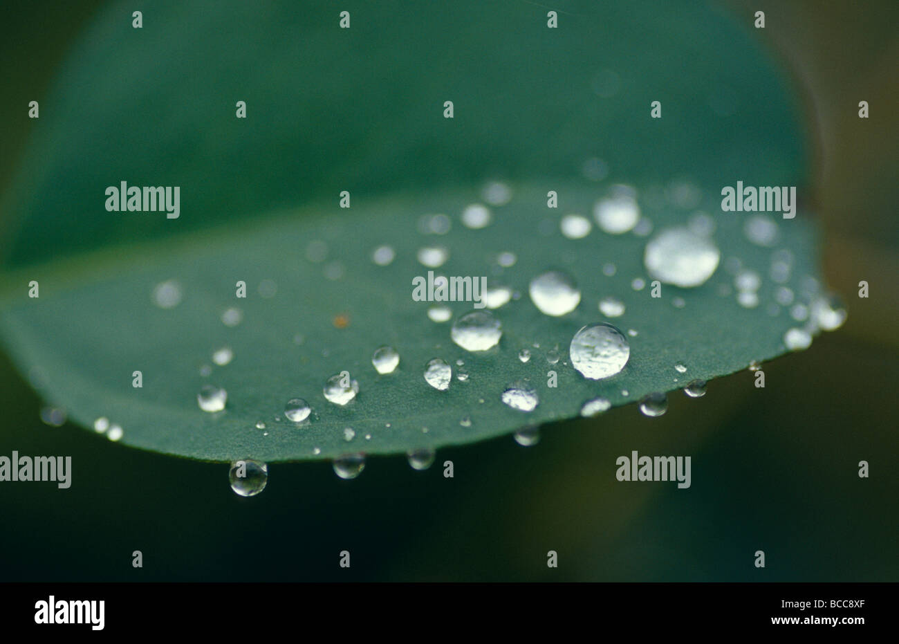 Rain drops on the leaf surface of a Mountain Swamp Gum tree Stock Photo ...