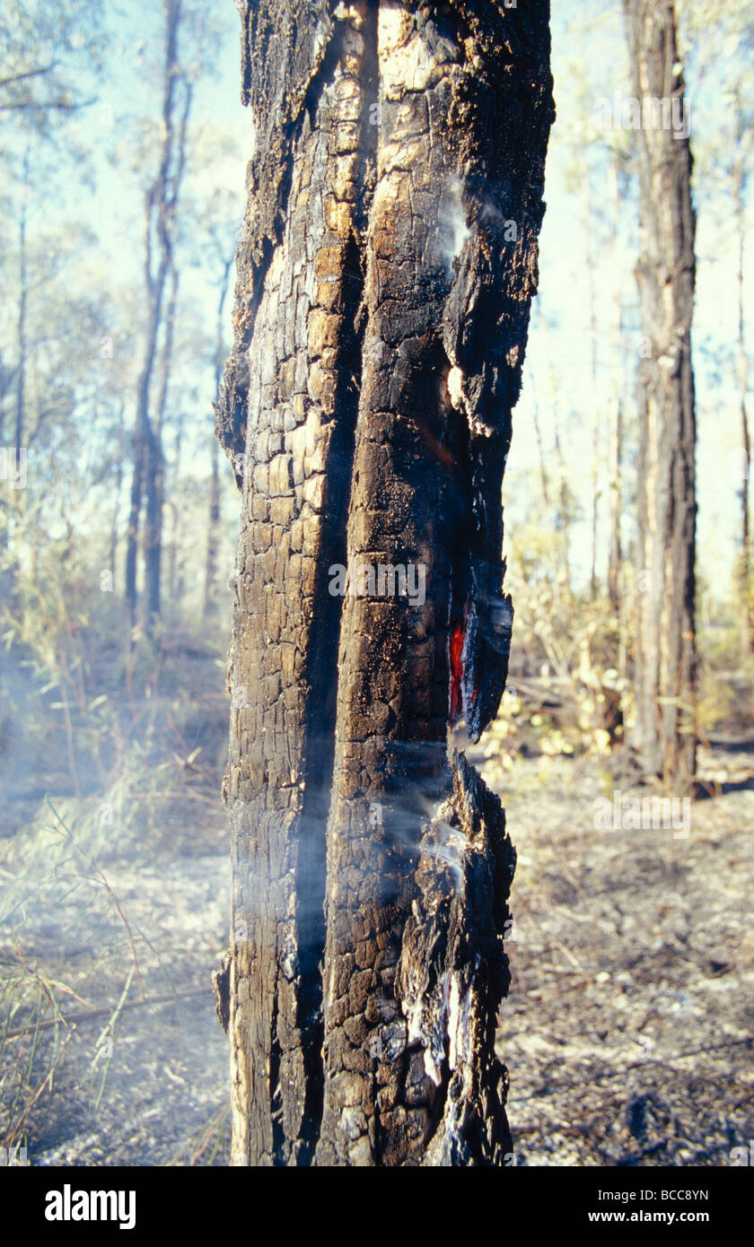Wildfire destruction of a charred and smoking tree trunk Stock Photo ...