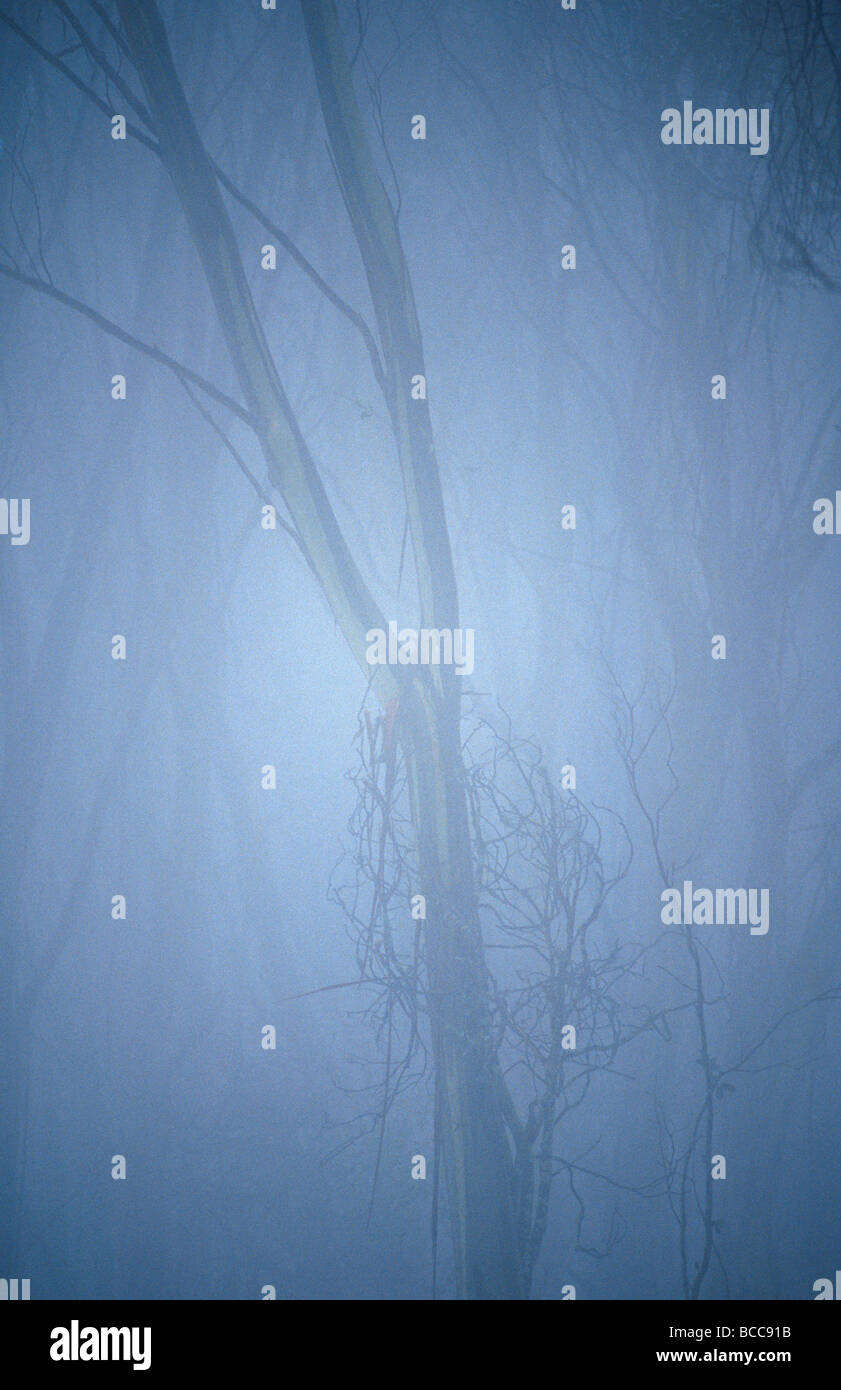 Snow Gum Eucalyptus tree trunks emerge from a mid-winters mist Stock ...