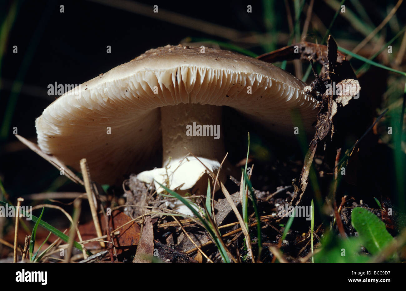 A large Fungi Amanita with white gills in a swamp forest understorey ...