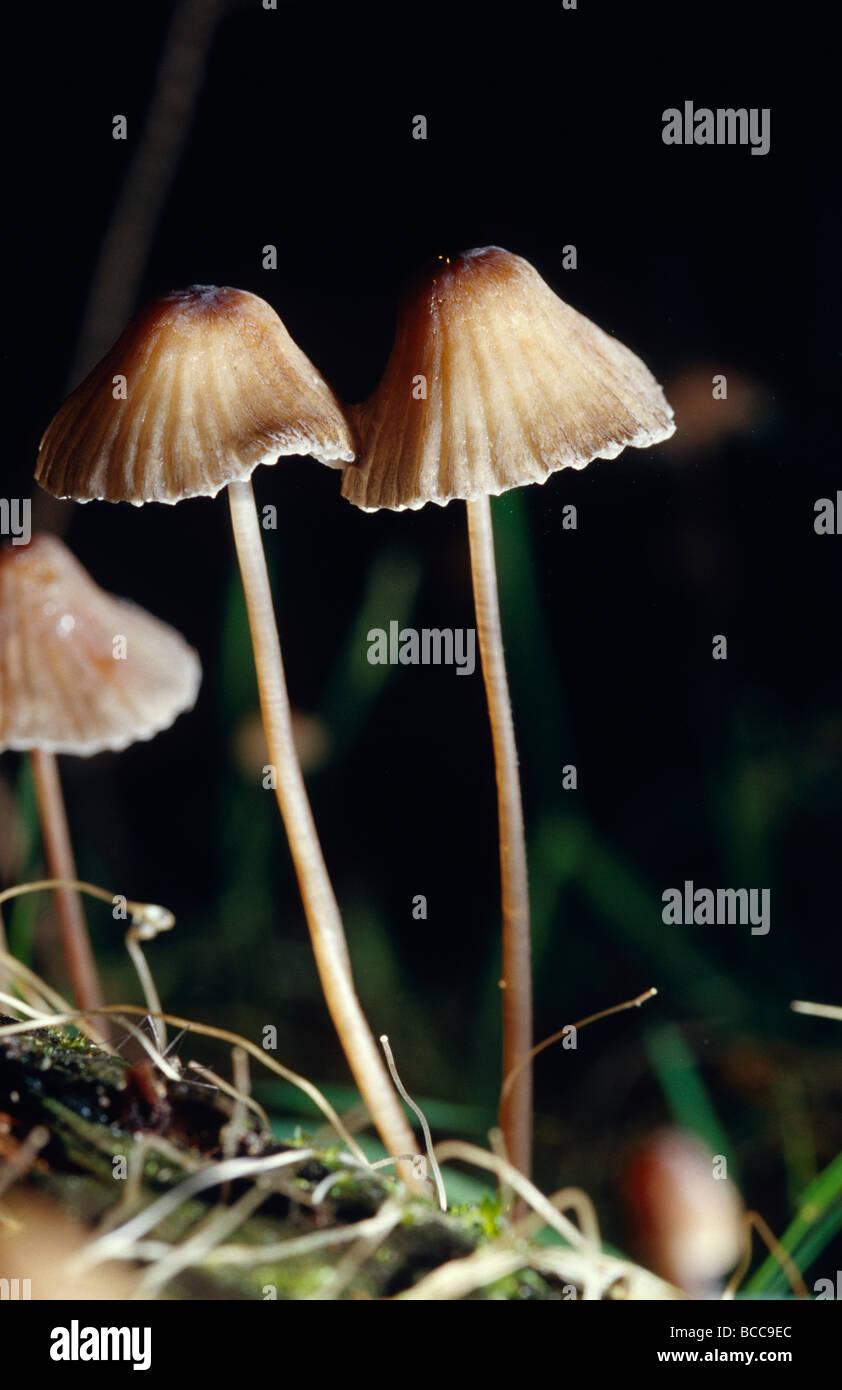 The fragile stem and cap of Fungi, Mycena Cystidiosa Stock Photo - Alamy