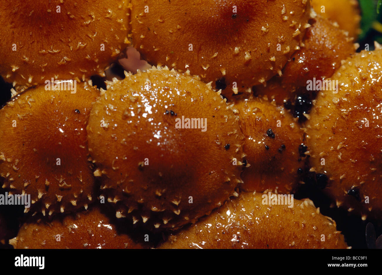 Colony bright orange fungi caps hi-res stock photography and images - Alamy