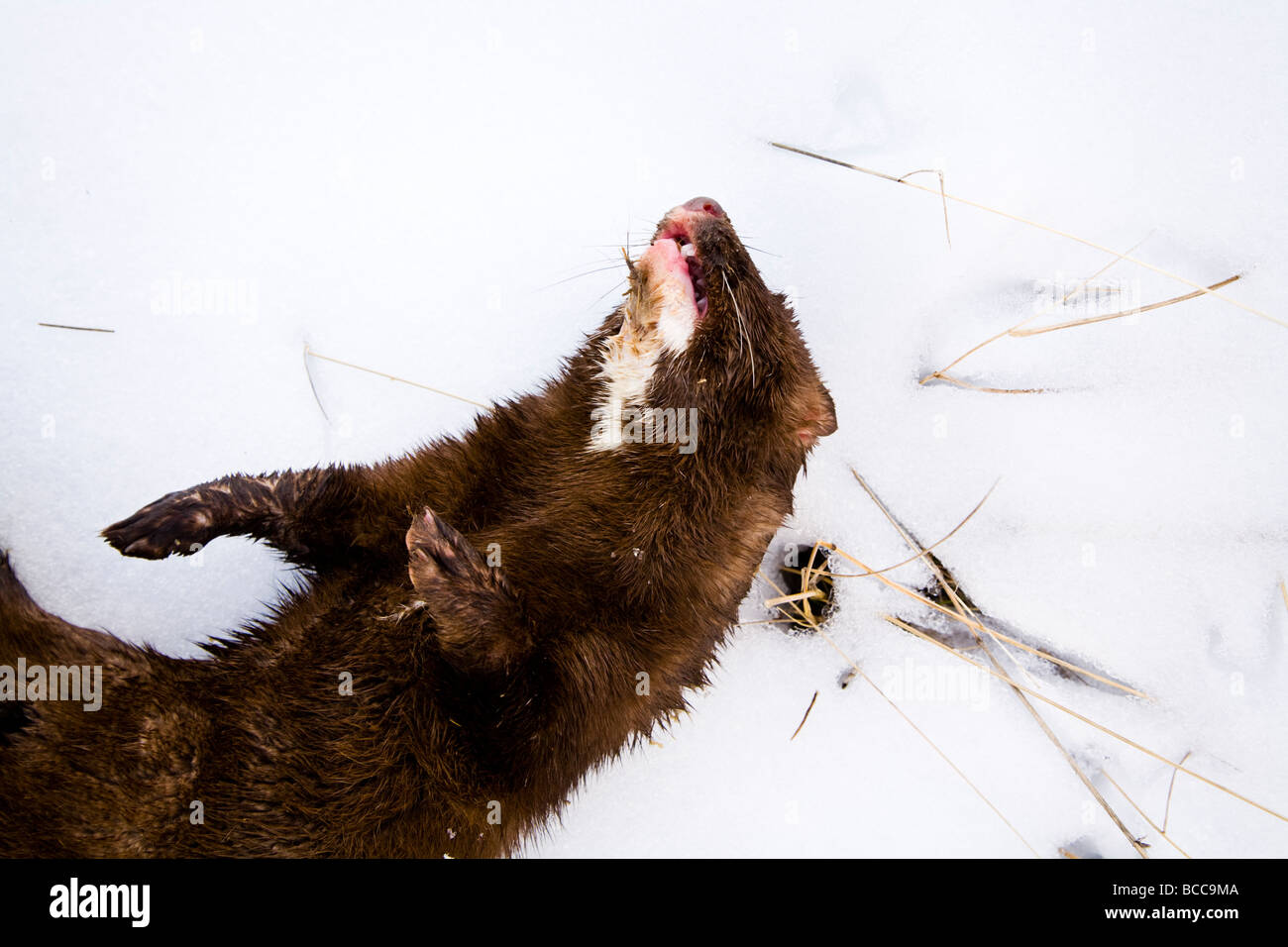 Dead mink, Iceland. "The European Mink" (Mustela lutreola Stock Photo ...