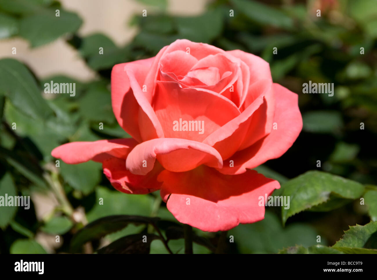 Rose Pink Red flower Garden Stock Photo - Alamy