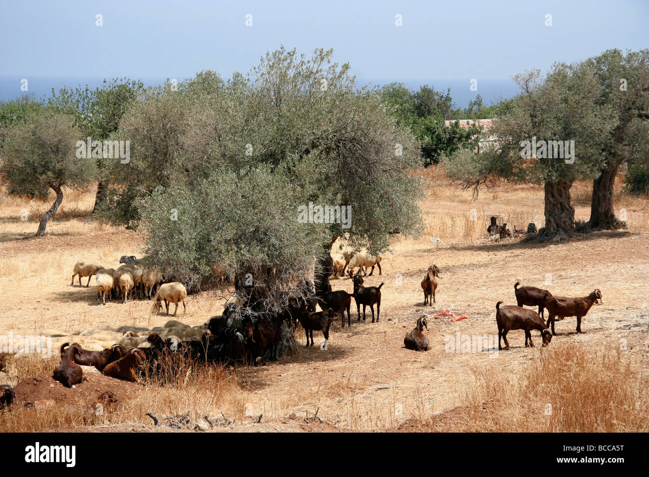 Cyprus farming hi-res stock photography and images - Alamy