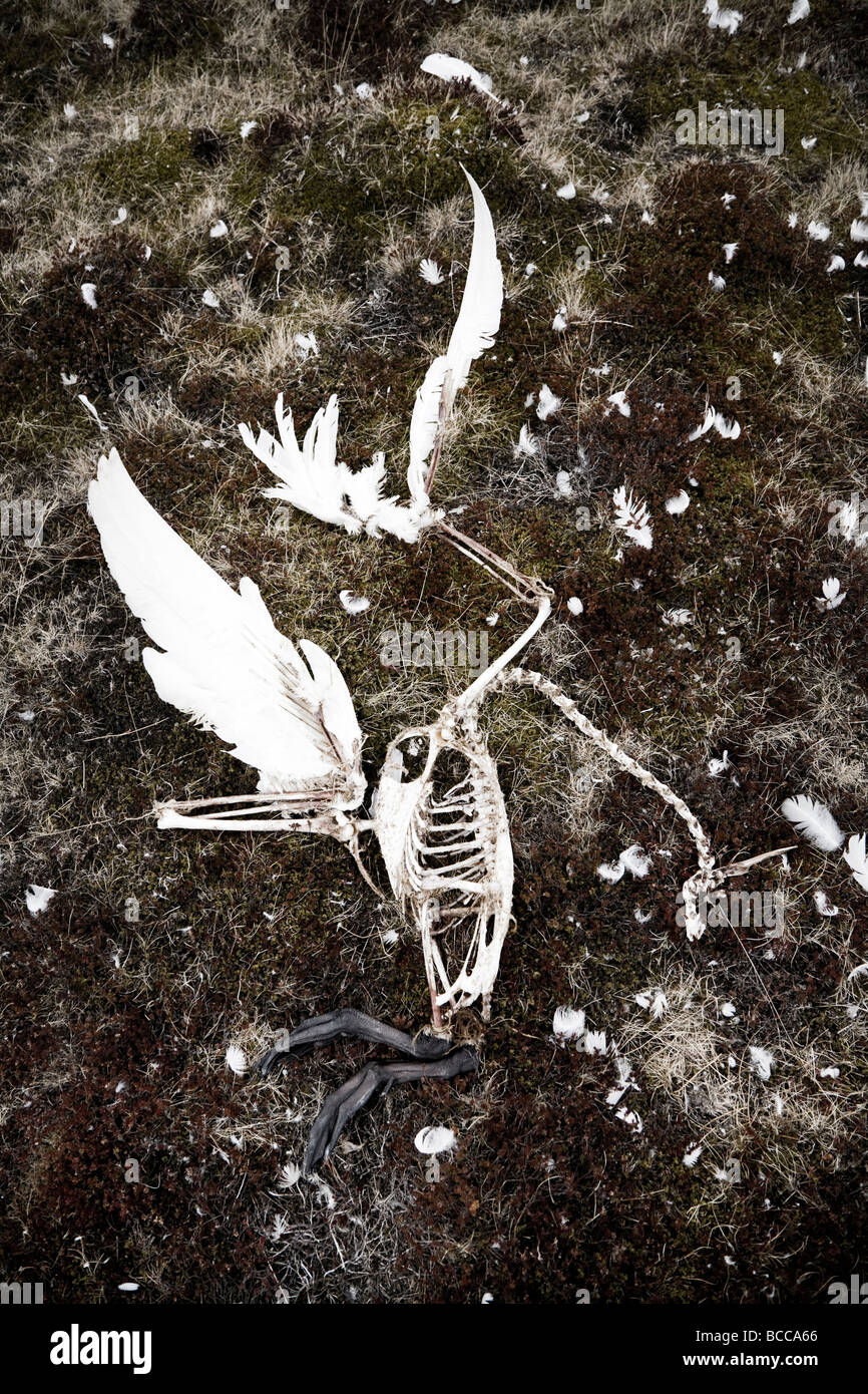 Skeleton of a dead swan feathers all around Iceland Whooper Swan Cygnus ...