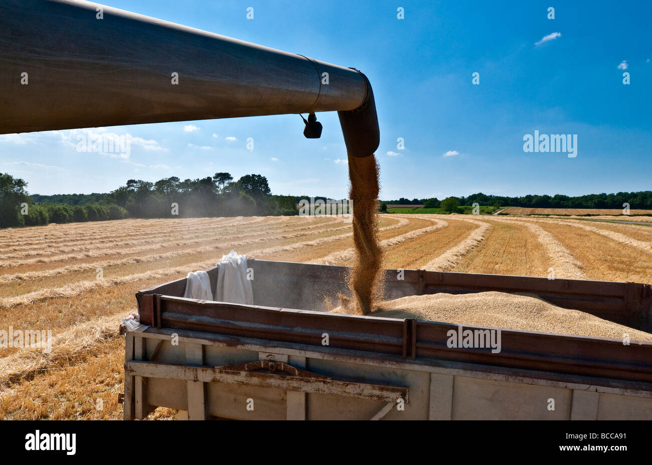 Discharge of harvested grain into trailer - France Stock Photo - Alamy