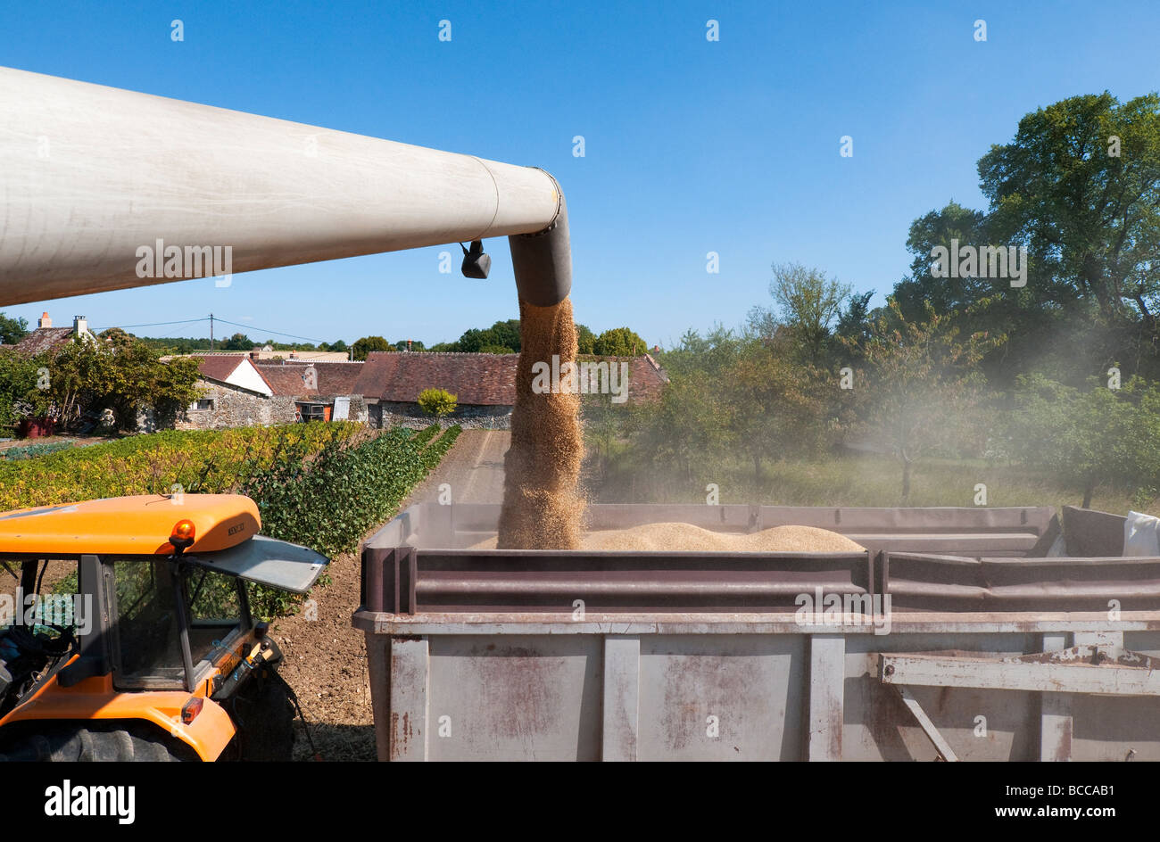 Discharge of harvested grain into trailer - France Stock Photo - Alamy