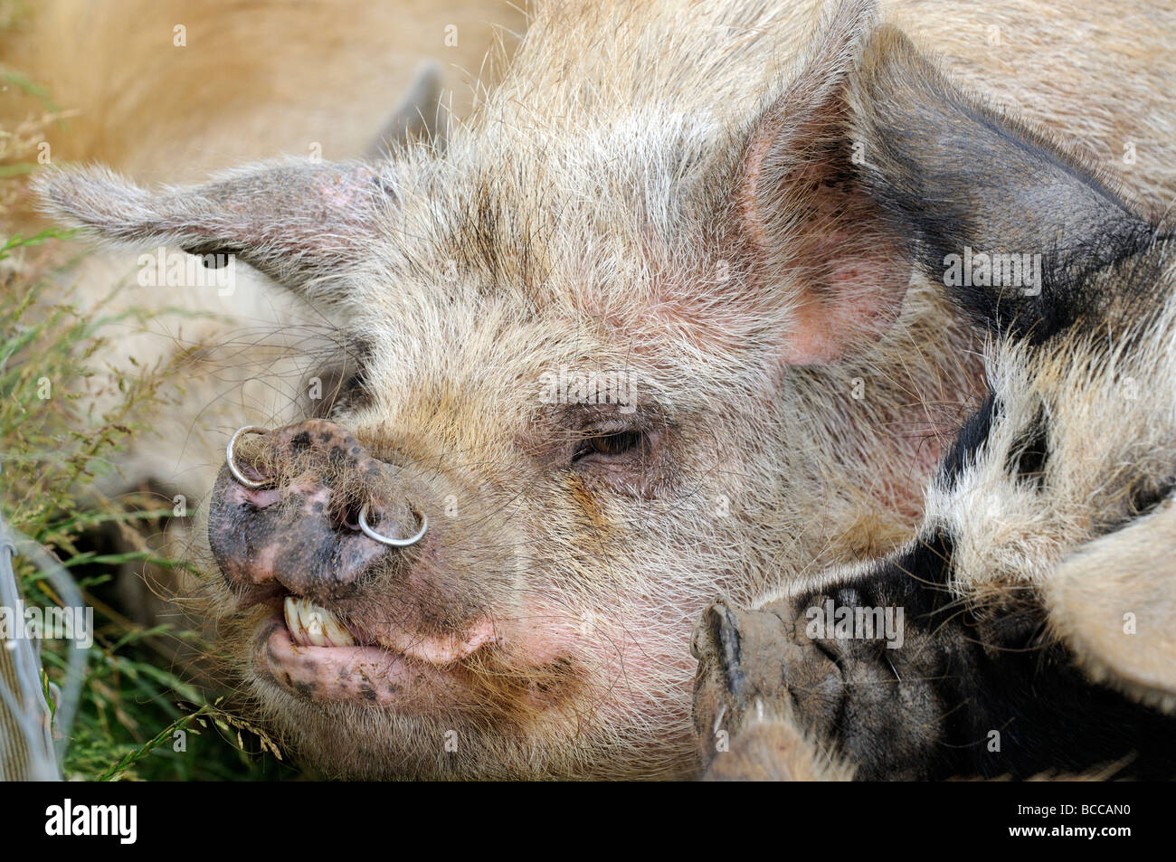 Rare pig breeds hi-res stock photography and images - Alamy