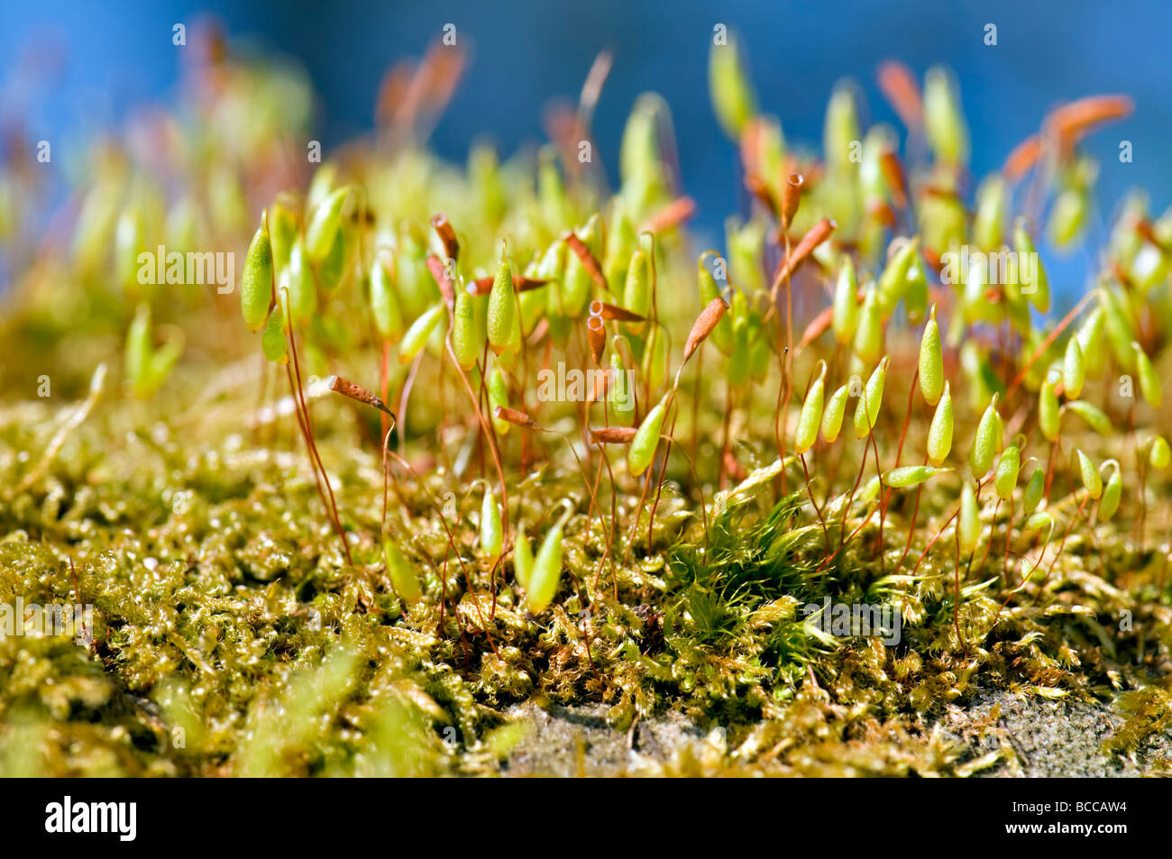 Microscopic plant spores hi-res stock photography and images - Alamy