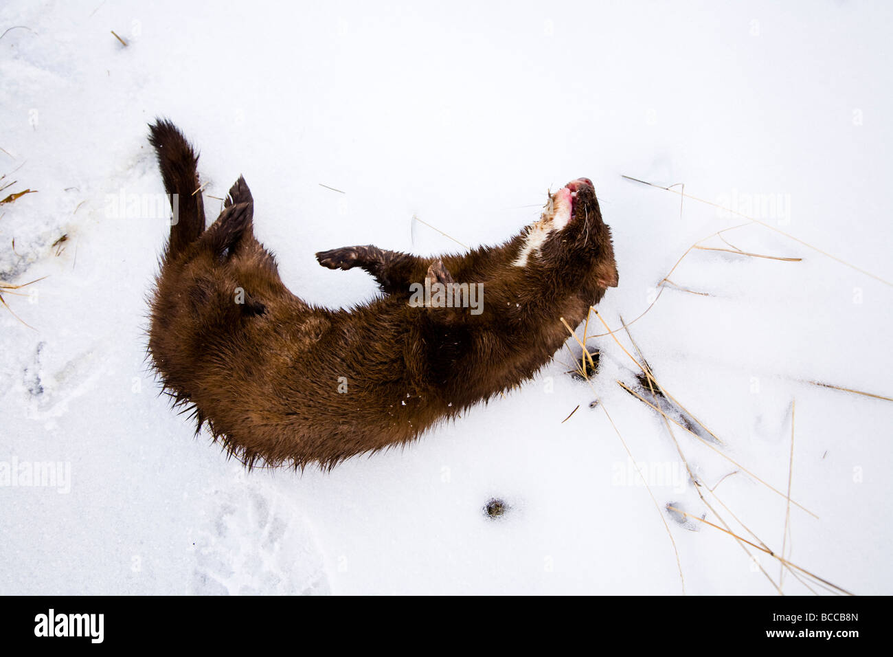 Dead mink, Iceland. "The European Mink" (Mustela lutreola Stock Photo ...