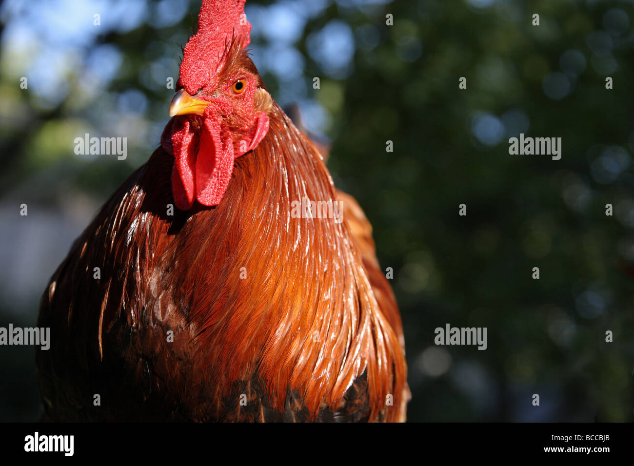 Rooster combs hi-res stock photography and images - Alamy