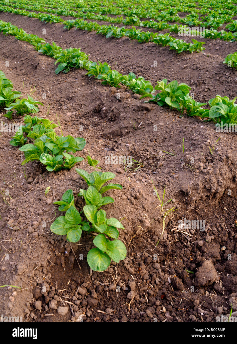 Young growing potato plants Stock Photo - Alamy