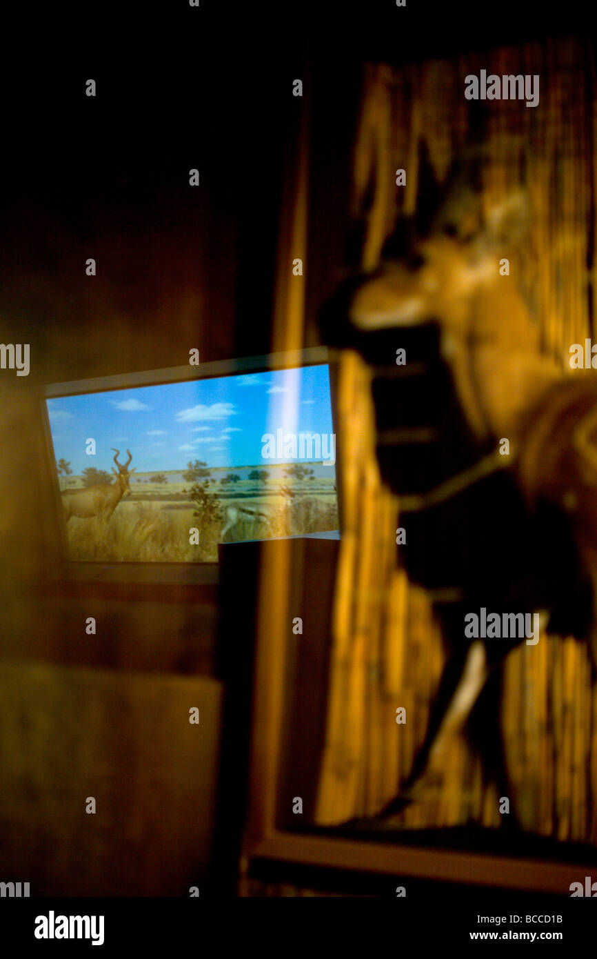 An abstract view of a museum diorama Stock Photo - Alamy