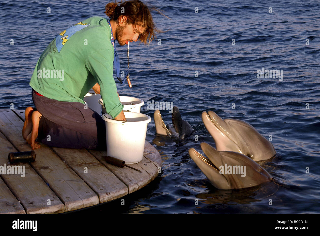 dolphins trainer in the red sea in Israel Stock Photo - Alamy