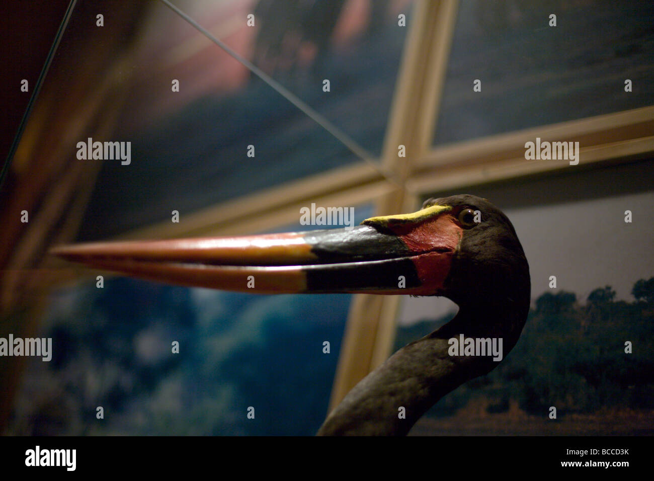 Exotic bird on display Stock Photo - Alamy