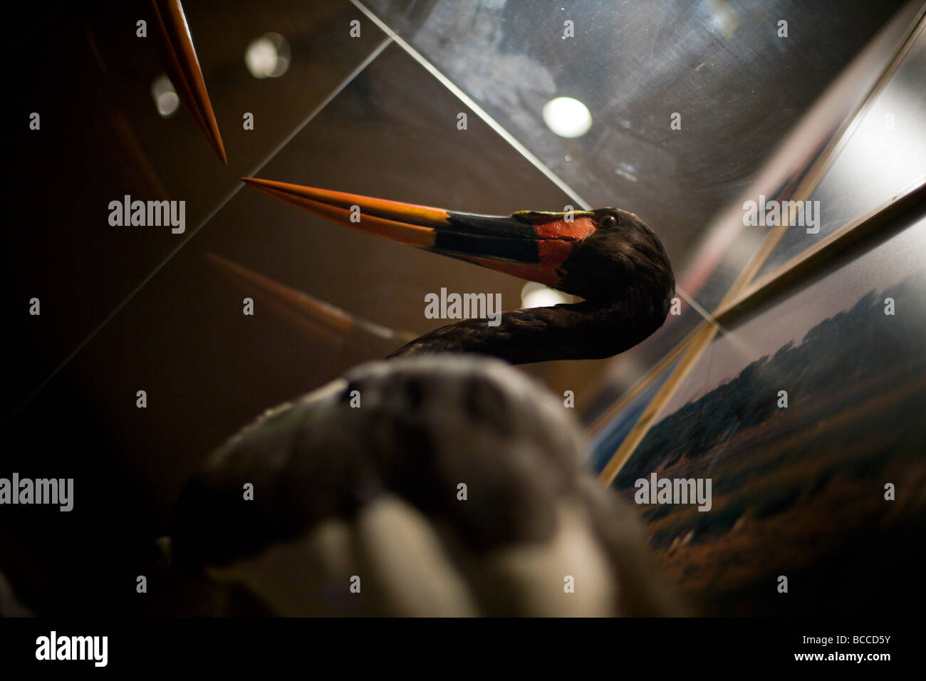 Exotic bird on display at a museum Stock Photo - Alamy