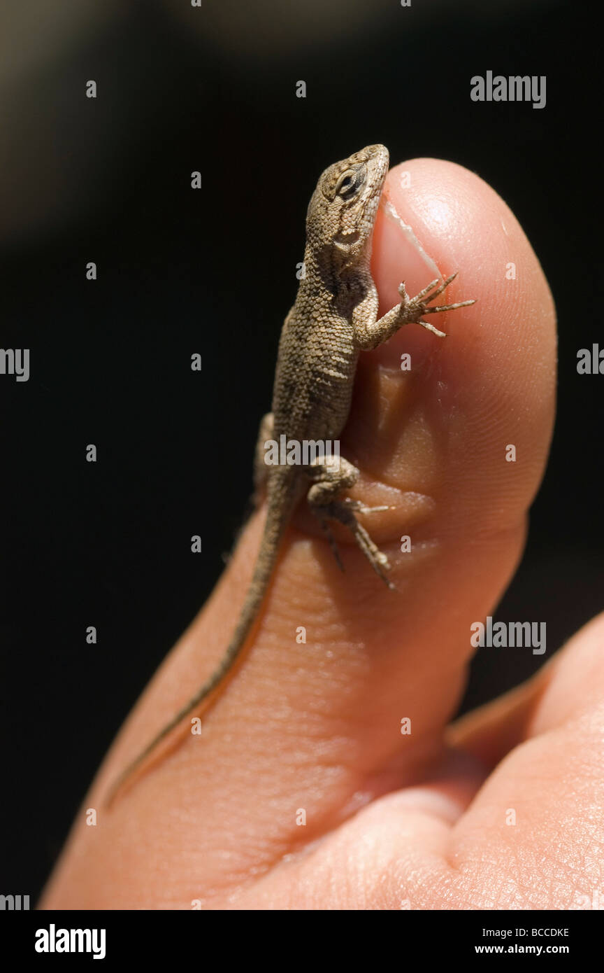 Baby Western Fence Lizard Telling Alligator Lizards From Fence Lizards