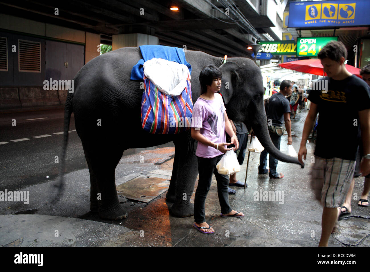 Elephant in street hi-res stock photography and images - Alamy
