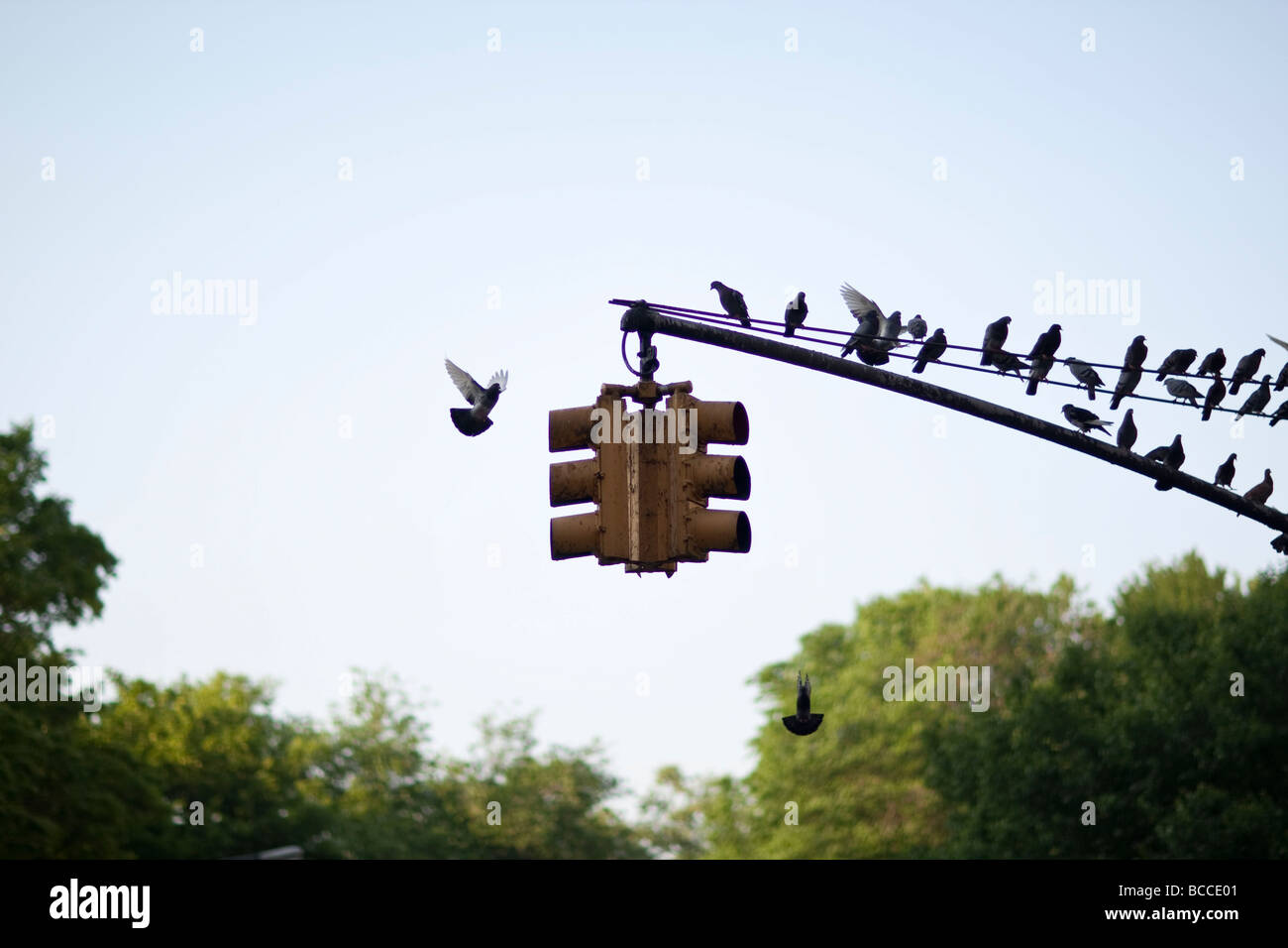 Pigeons gather on a yellow traffic light post with Central Park in the ... Pigeons gather on a yellow traffic light post with Central Park in the ...