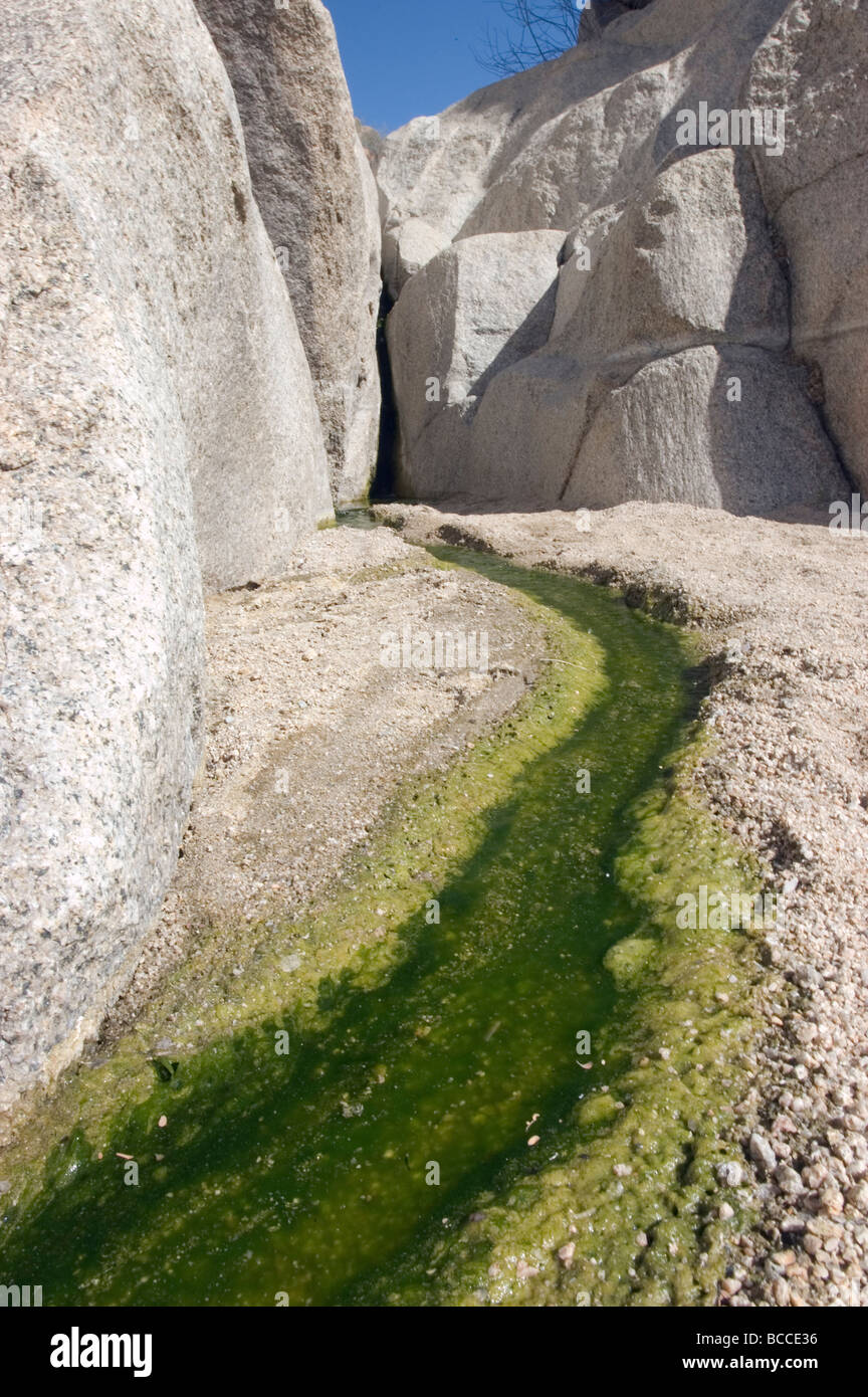 Water from the oasis drying up in the sand Stock Photo - Alamy