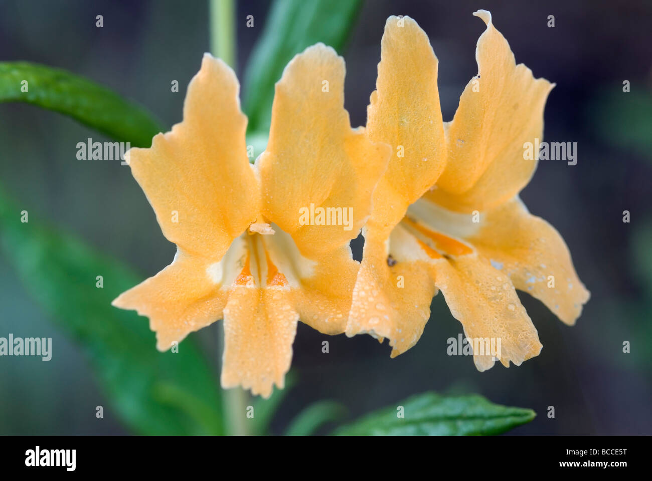 Mimulus monkey hi-res stock photography and images - Alamy