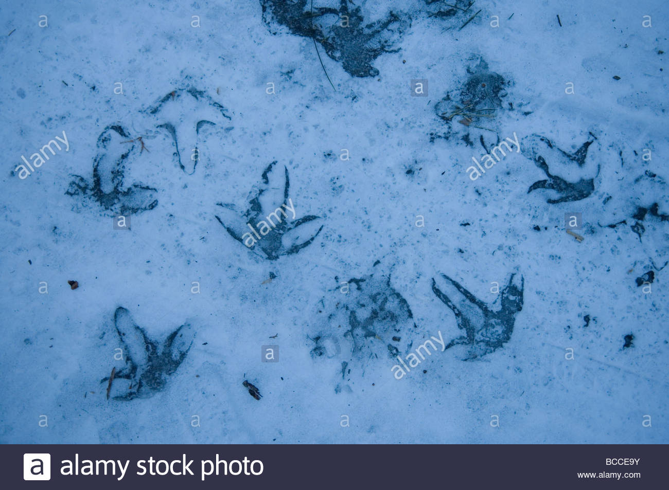 Goose Tracks Stock Photos & Goose Tracks Stock Images - Alamy
