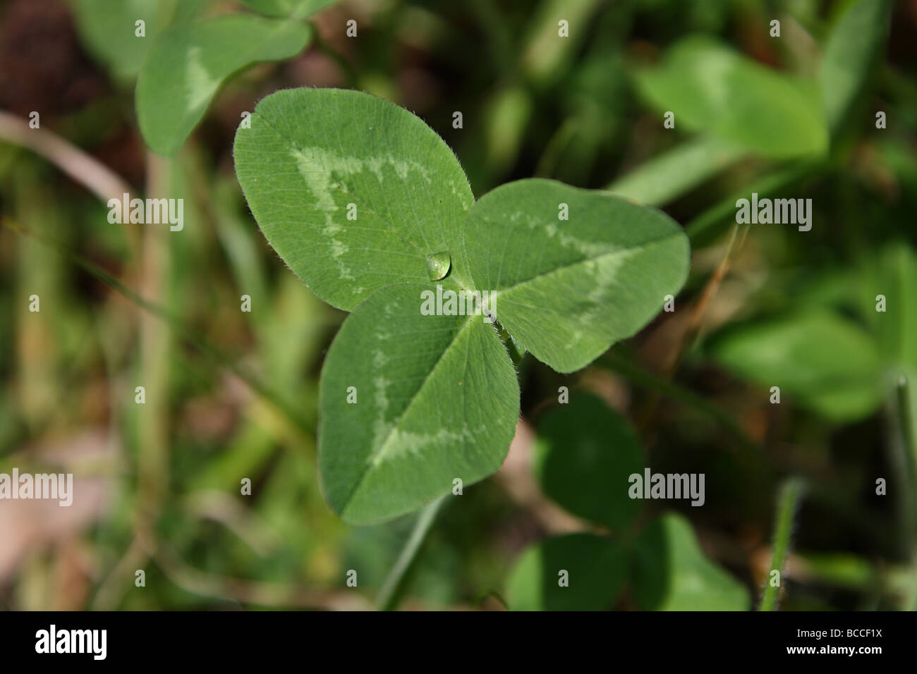 Clover legume hi-res stock photography and images - Alamy