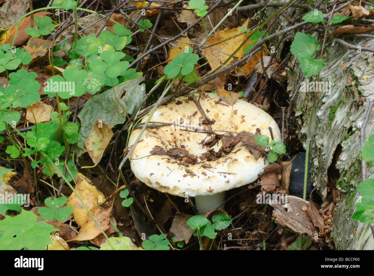 The Milk-white Brittlegill Russula delica Stock Photo - Alamy
