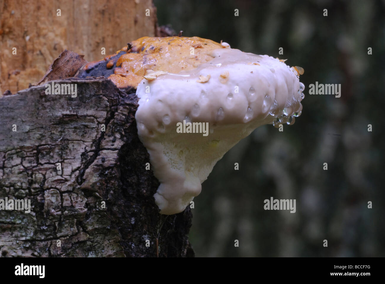 Red Banded Polypore Fomitopsis pinicola Stock Photo - Alamy