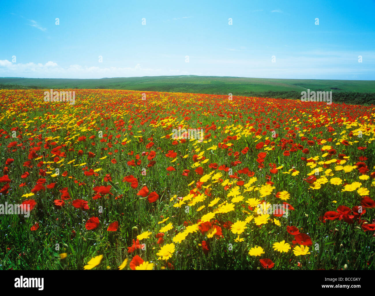 Wildflowers growing in aset aside field on the Cornish coast UK Stock ...