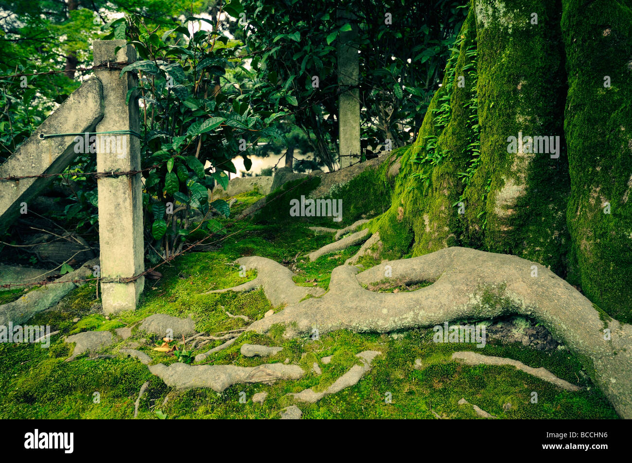 Detail of tree roots. Japanese garden of Kennin-ji Temple. Higashiyama ...