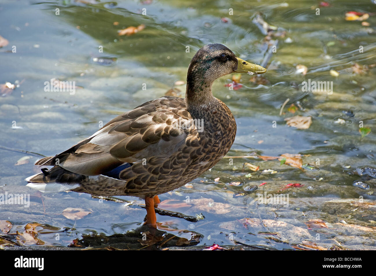 Devon Fish Species High Resolution Stock Photography and Images - Alamy