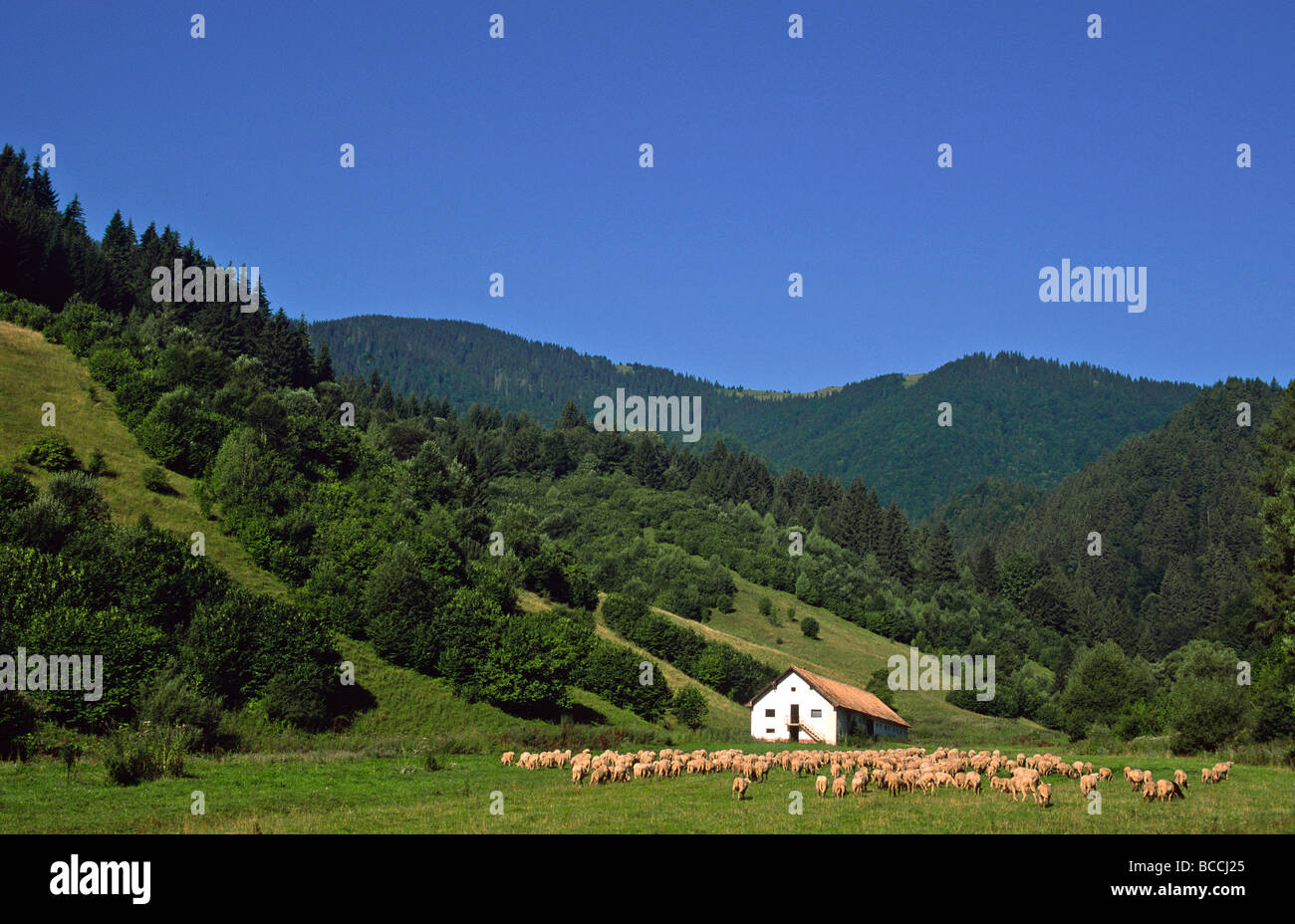 Slovakia, isolated farm in Mala Fatras Mountains near Vlkolinec Stock ...