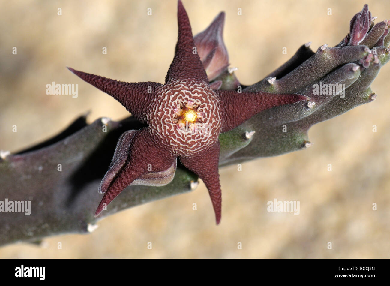 Carrion plant hi-res stock photography and images - Alamy