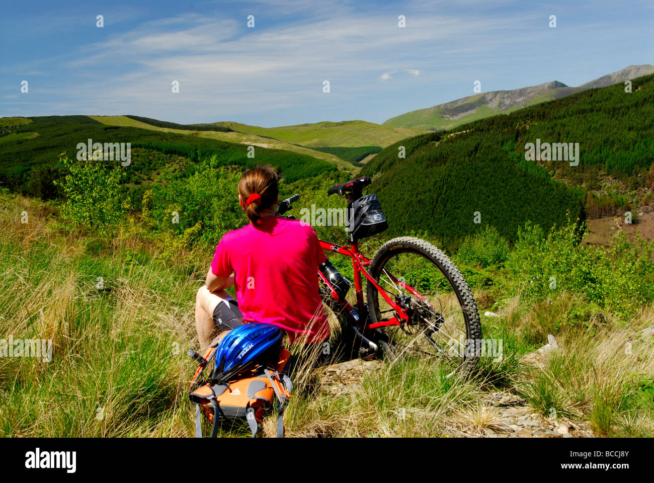 Cyclist Dyfi Forest looking to Cadair Idris Snowdonia North Wales UK ...