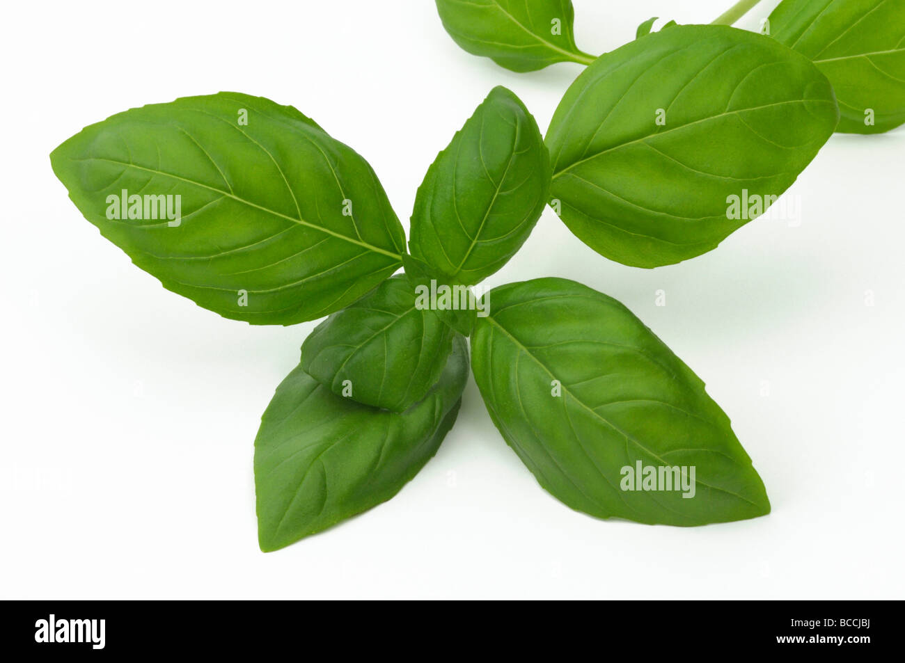 Basil (Ocimum basilicum), stem with leaves, studio picture Stock Photo ...