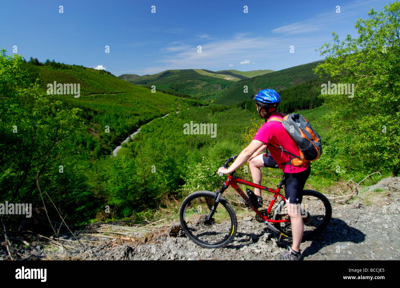 Dyfi forest hi-res stock photography and images - Alamy