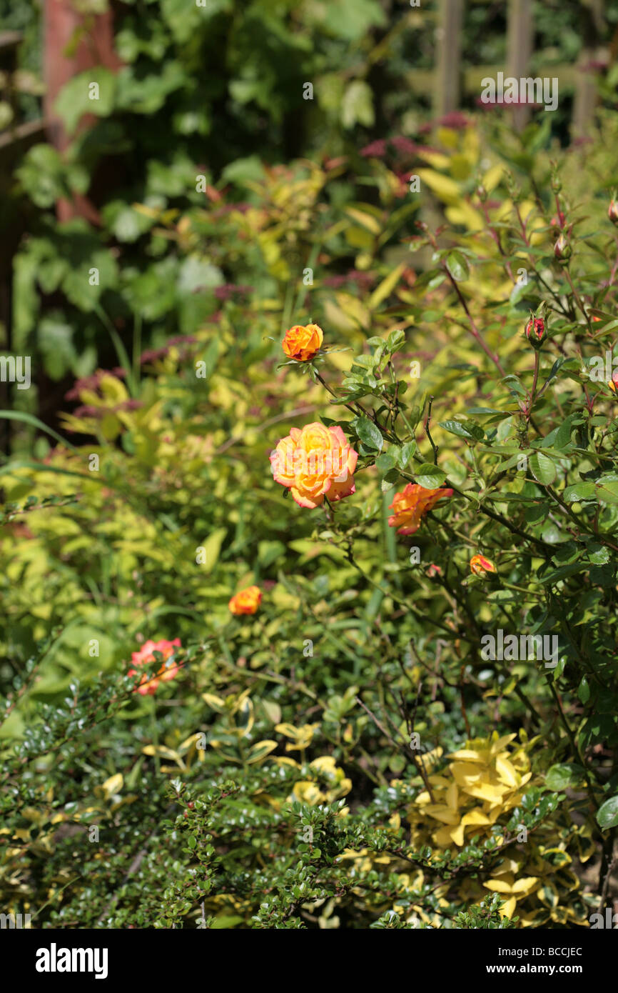 Irish roses hi-res stock photography and images - Alamy