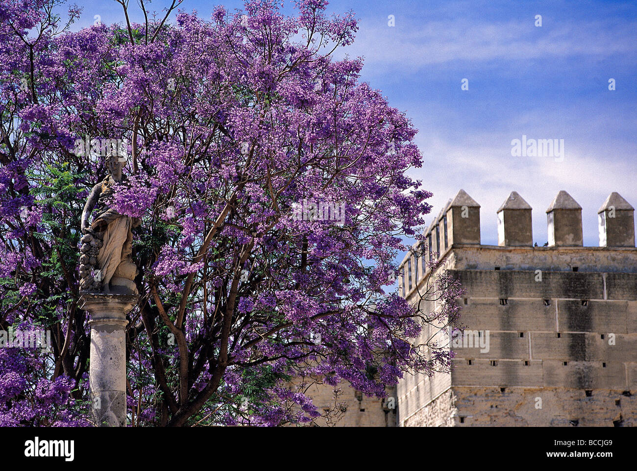 Jacaranda tree detail hi-res stock photography and images - Alamy