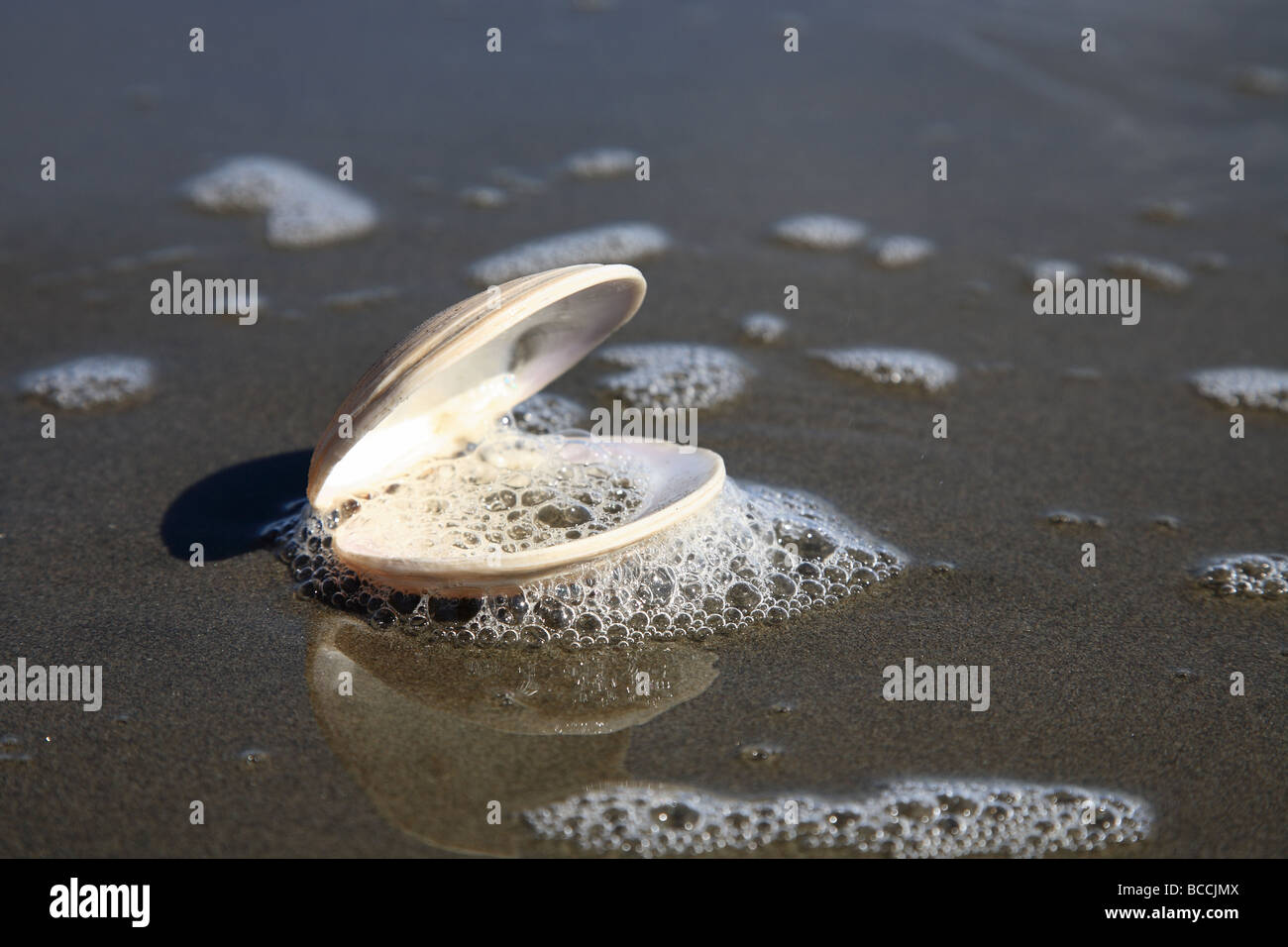 Open sea shell and reflection on wet sand Stock Photo - Alamy