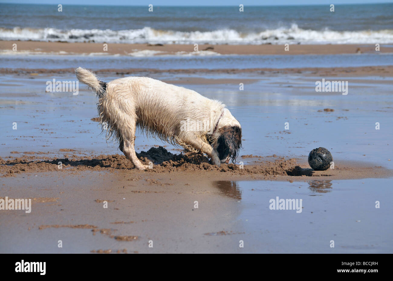 A dog digging in the sand with his ball near by Stock Photo - Alamy