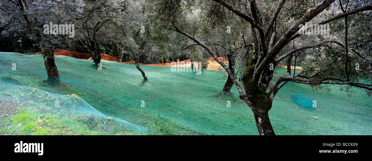 France, Corse du Sud, Sainte Lucie de Tallano Stock Photo - Alamy