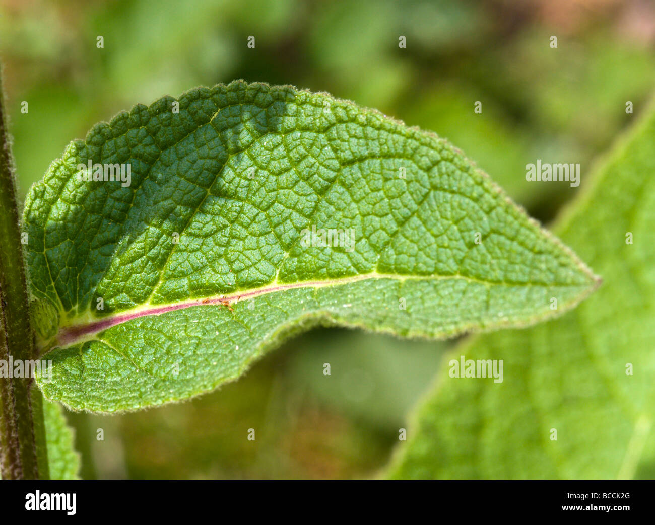 Dark Mullein Leaf Stock Photo - Alamy