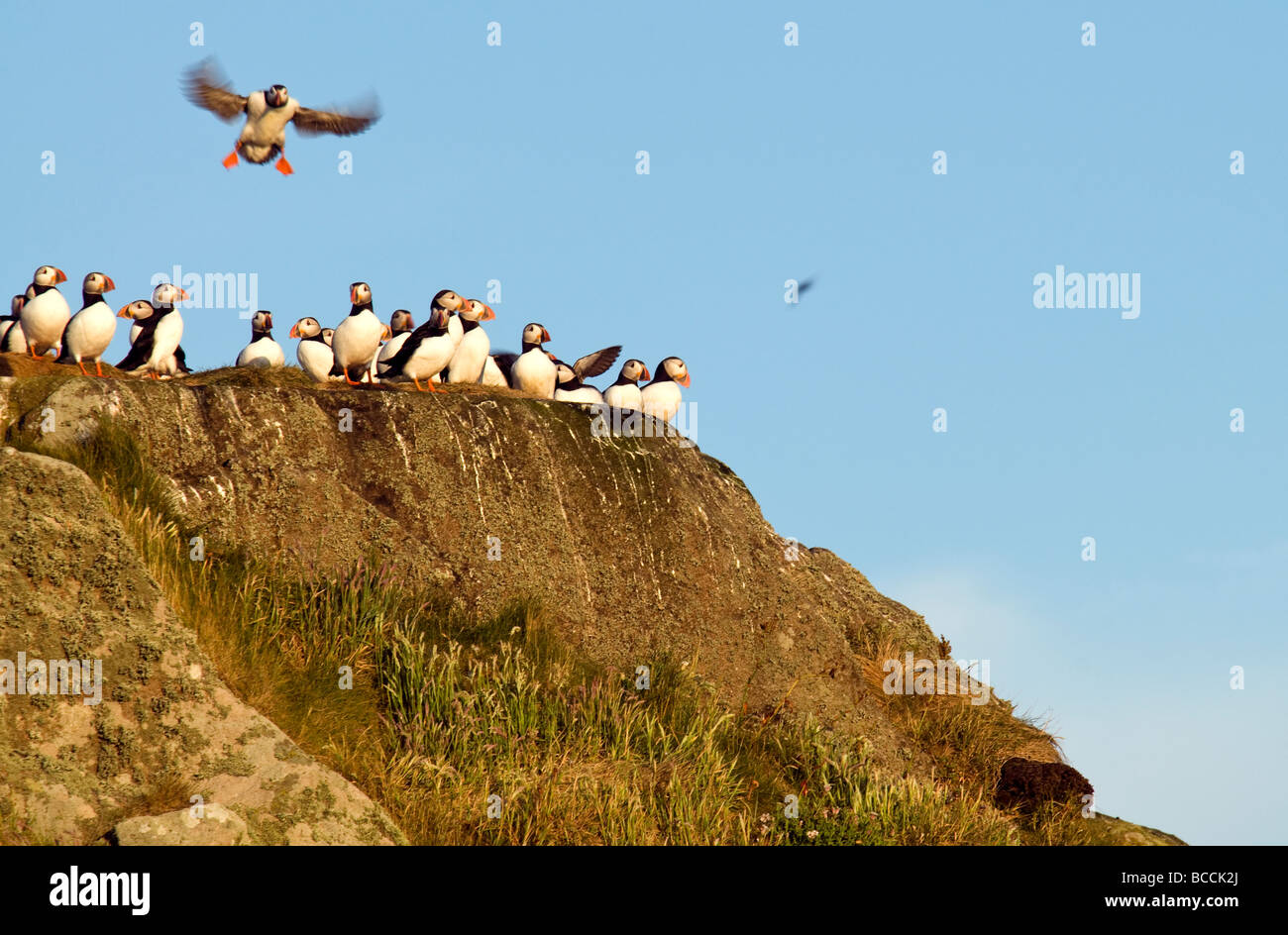 group of Atlantic puffins sitting on a steep cliff washed in evening ...