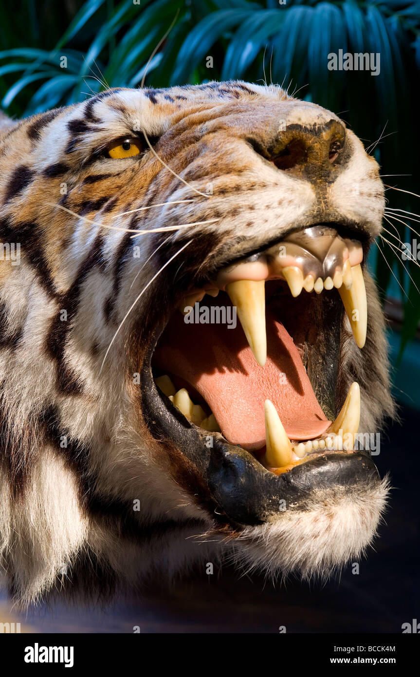 France, Paris, Maison Deyrolle (taxidermist) in Rue du bac Stock Photo ...