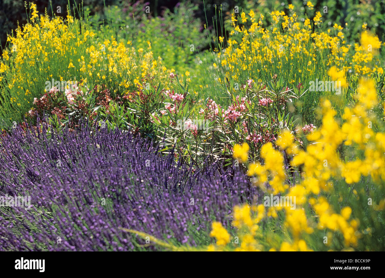 France, Provence, lavander, broom and oleander Stock Photo - Alamy