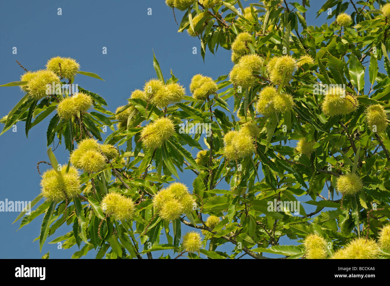 Spanish Chestnut, Sweet Chestnut (Castanea sativa), twigs with unripe ...