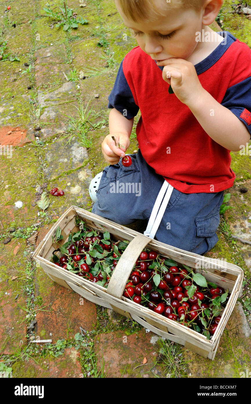 Child blond boy eating fresh cherries Stock Photo - Alamy